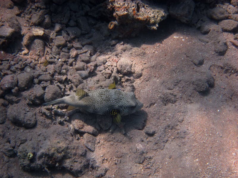 Puffer fish in the red sea stock image. Image of diver - 29811747