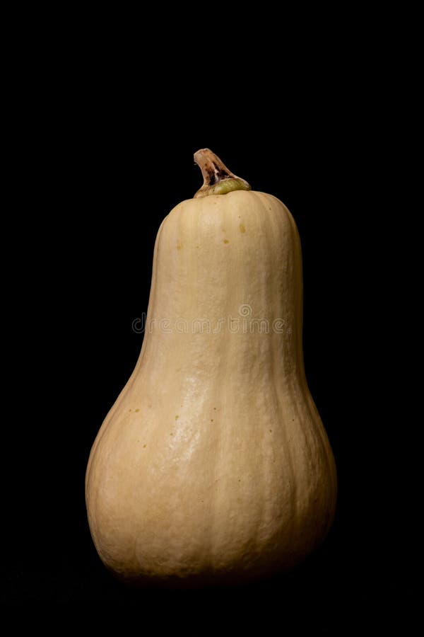 A Large White Squash is Sitting on a Black Background Stock Image ...