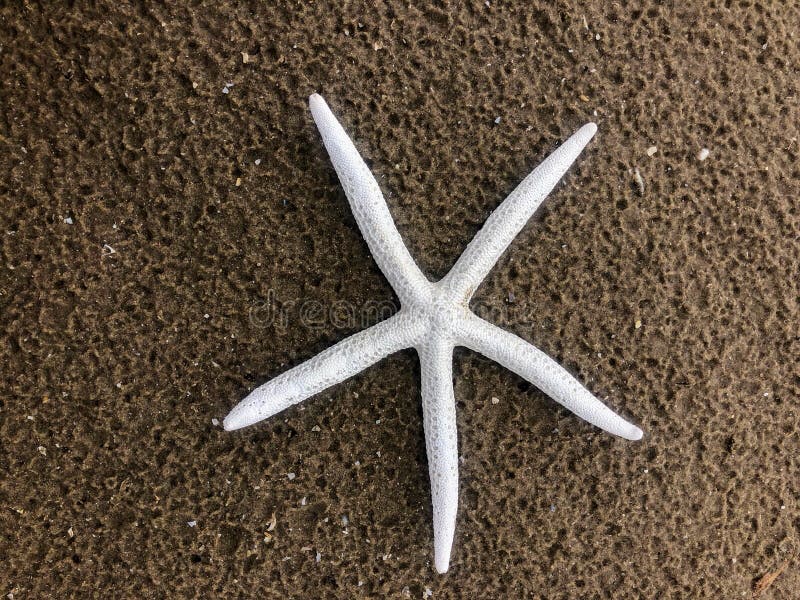 Large White Starfish on Sandy Beach Stock Image - Image of sandy, white ...