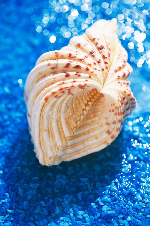 Large White Starfish Sea Shell on Blue Pebble with Water Drops Stock ...