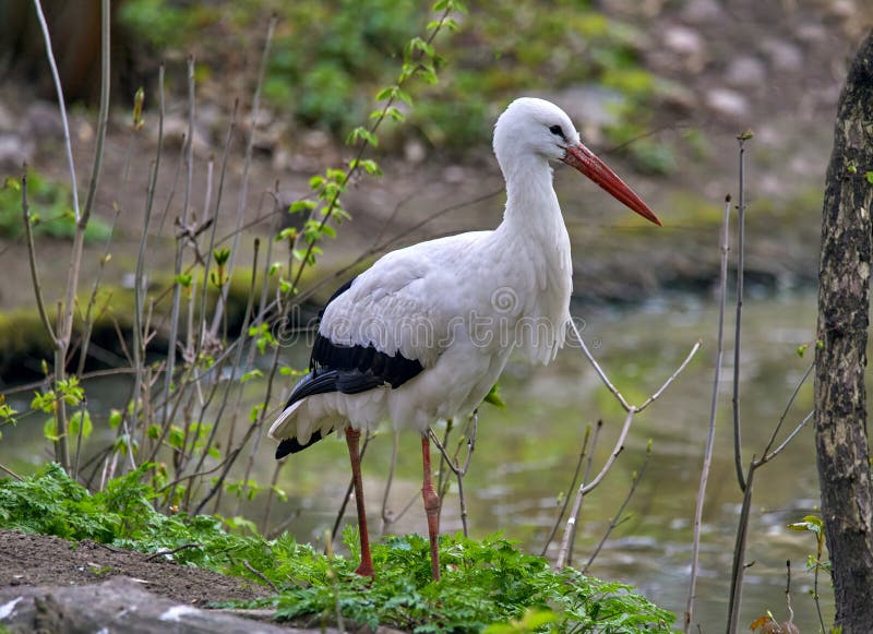 Large White Stork Standing on the Shore Stock Image - Image of young ...
