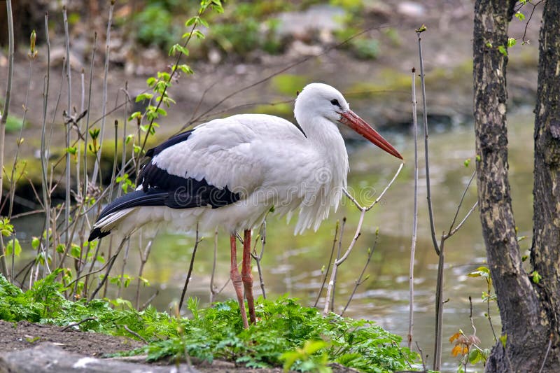 A Large White Stork Standing on the Shore Stock Photo - Image of ...