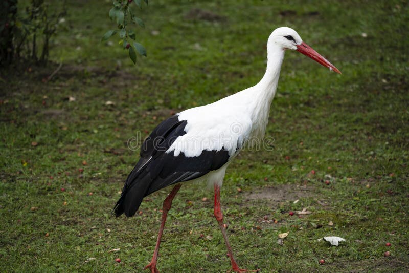 A Large White Stork in the Yard Close Up View Stock Image - Image of ...