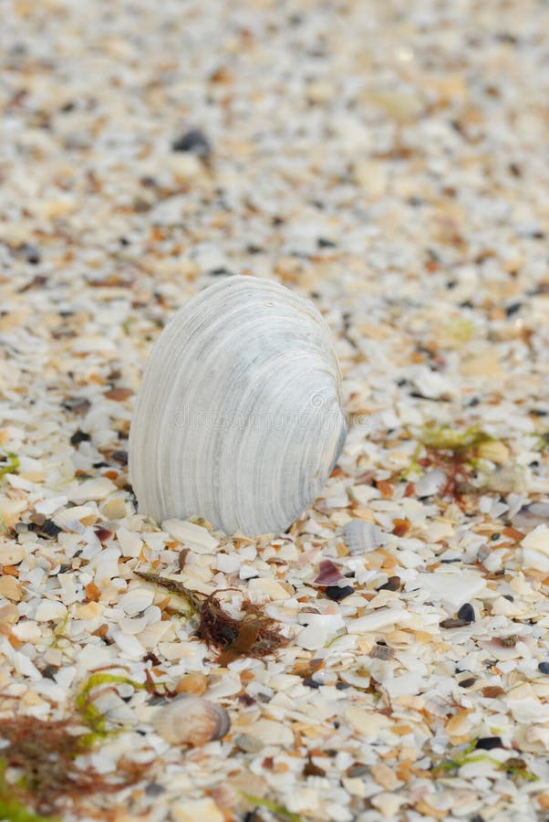 A large white striped stock photo. Image of soil, wood - 270591598