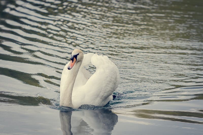 A Large, White Swan, Gliding through the Water. Stock Photo - Image of ...