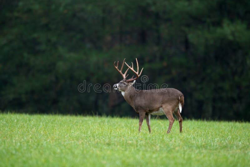 Male White Tailed Deer Grazing Stock Image - Image of deer, seasonal ...