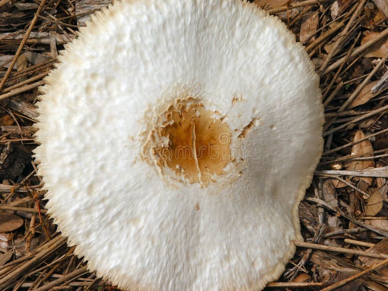 Large White Toadstool stock image. Image of plants, natural - 1178857