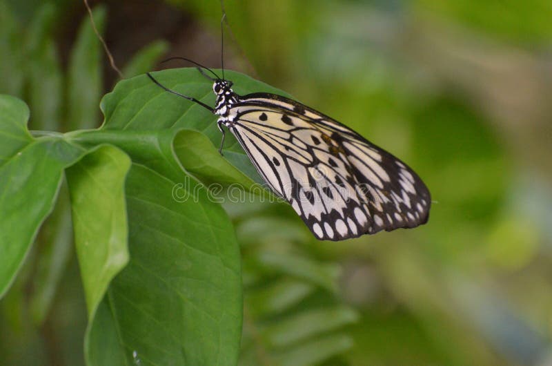 Large White Tree Nymph Butterfly on Green Foliage Stock Photo - Image ...