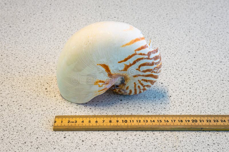 Large White Tropical Shell with Orange Pattern. Stock Photo - Image of ...