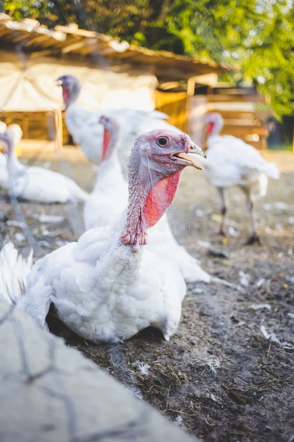 Large white turkeys stock image. Image of feather, grow - 98192141