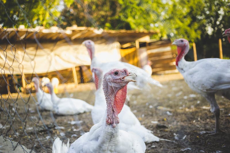 Large White Turkeys Behind the Grid Stock Image - Image of fowl, cage ...