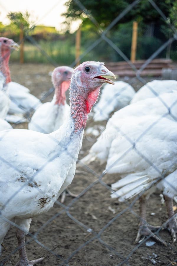 Large White Turkeys Behind the Grid Stock Image - Image of head ...