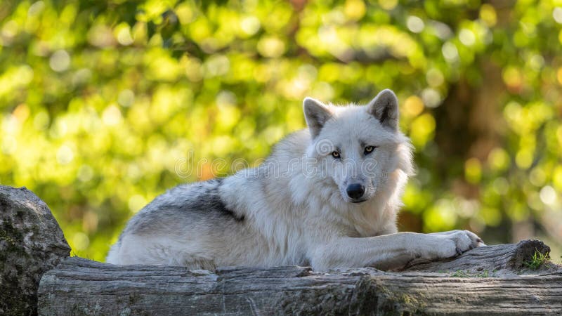 A Large White Wolf Lies on a Tree in the Forest Stock Image - Image of ...