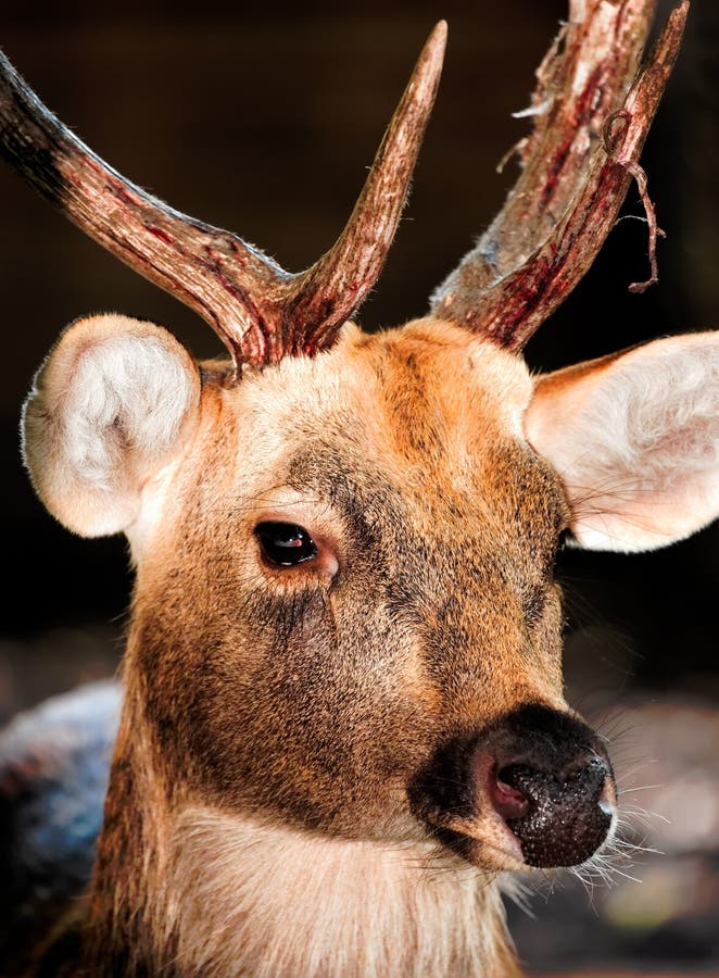2,137 Whitetail Buck Head Photos - Free & Royalty-Free Stock Photos ...
