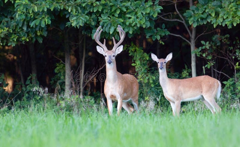 Large Whitetail Buck And Doe Stock Image - Image of nature, whitetail ...