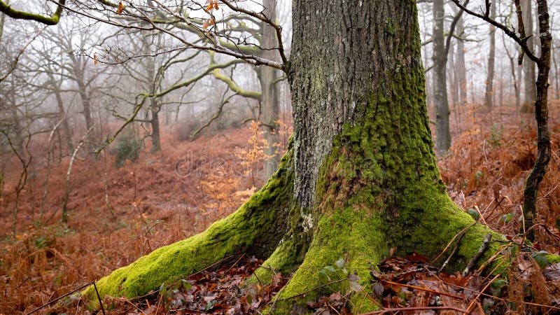 Large, Wide Trunk of a Centuries-old Oak Tree. Base of the Tree, Where ...