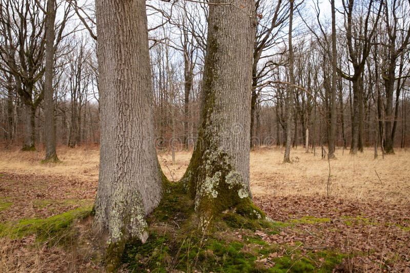 Large, Wide Trunk of a Centuries-old Oak Tree. Base of the Tree, Where ...