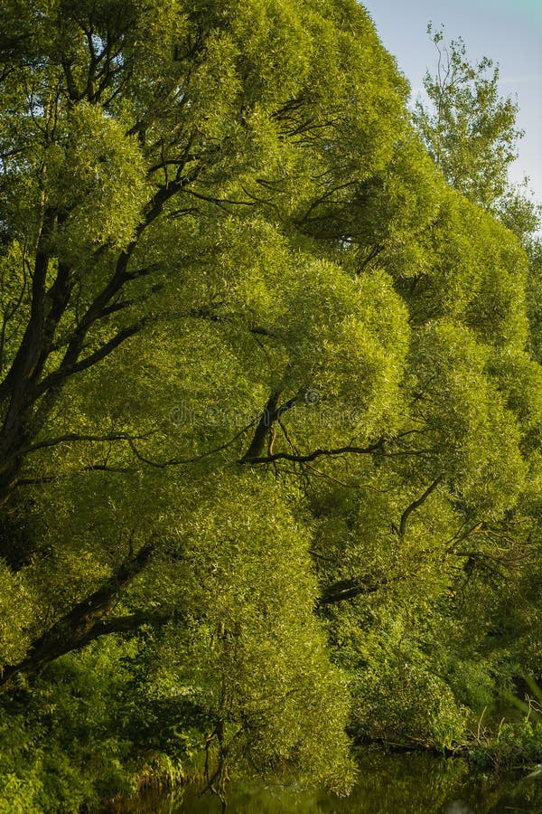 Large, Widespread Tree of Long-leaved Violet Willow in a Warm Evening ...