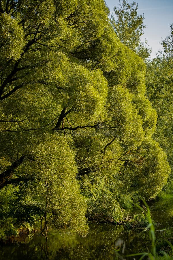 Large, Widespread Tree of Long-leaved Violet Willow in a Warm Evening ...