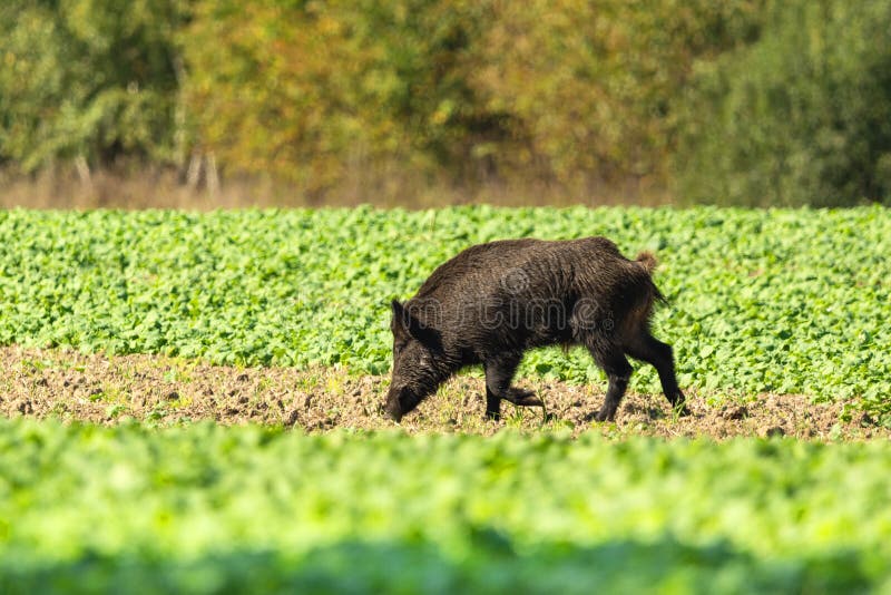 A Large Wild Boar Walks and Sniffs through a Field of Plants Stock ...