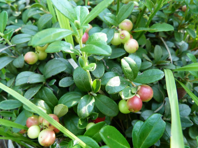 Large wild cranberries stock image. Image of detail, berry - 79173183