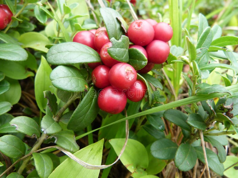 Large wild cranberries stock image. Image of detail, berry - 79173183