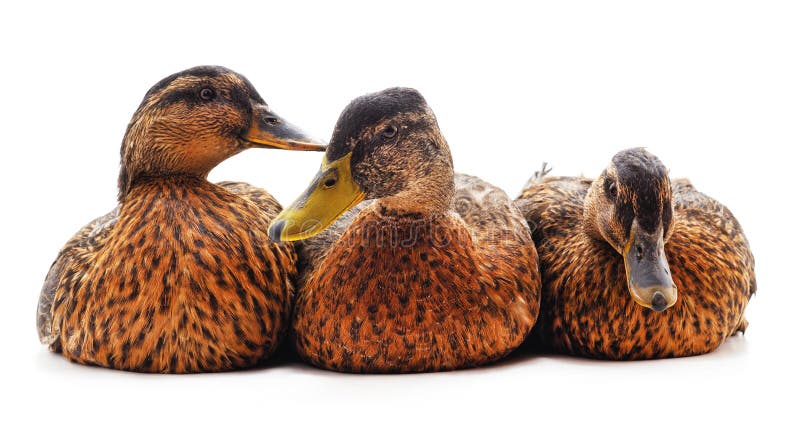 Large wild ducks stock image. Image of color, large - 162397135