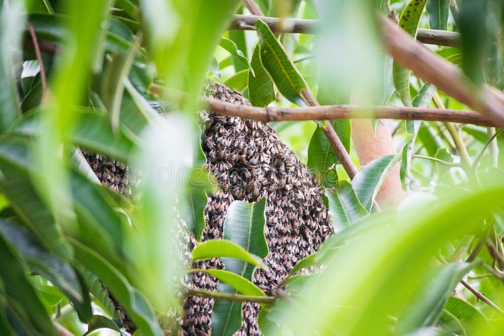 Wild Honey Bee Comb on Tree Branch Stock Image - Image of closeup ...