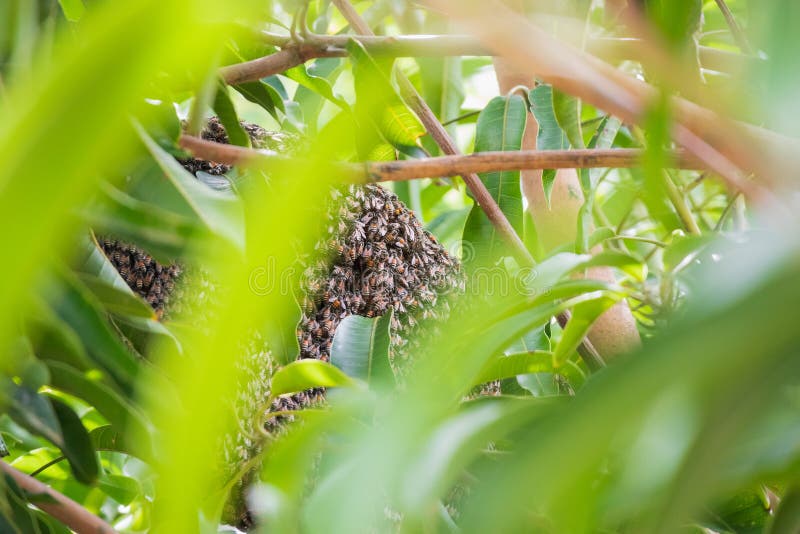 Wild Honey Bee Comb on Tree Branch Stock Photo - Image of honeybee ...