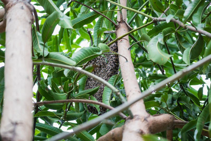Wild Honey Bee Comb on Tree Branch Stock Image - Image of leaf, nature ...