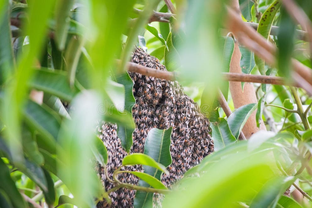 Wild Honey Bee Comb on Tree Branch Stock Image - Image of hexagon ...