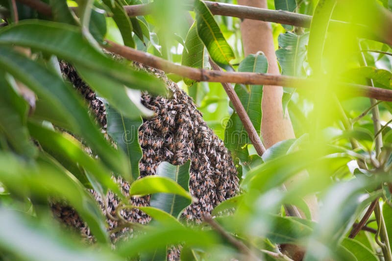 Wild Honey Bee Comb on Tree Branch Stock Image - Image of comb, healthy ...