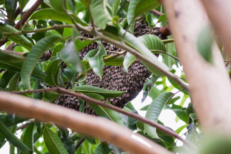 Wild honey stock photo. Image of natural, eating, food - 3877438