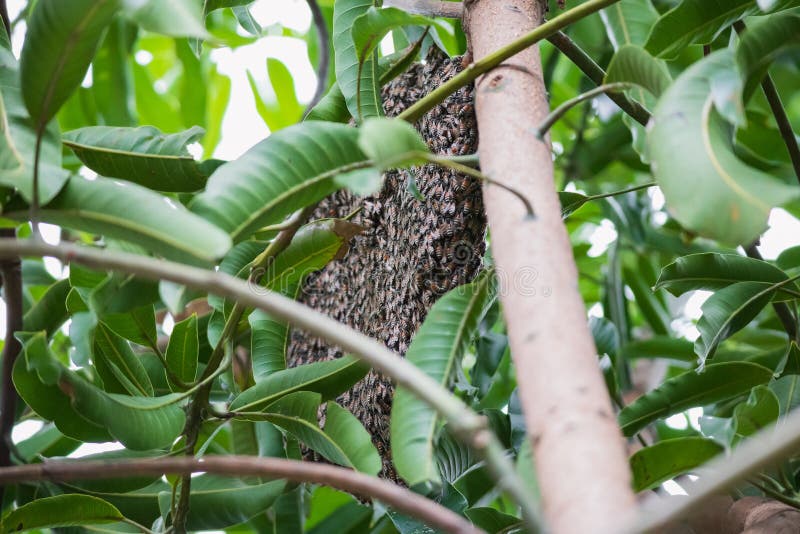 Wild Honey Bee Comb on Tree Branch Stock Image - Image of closeup ...