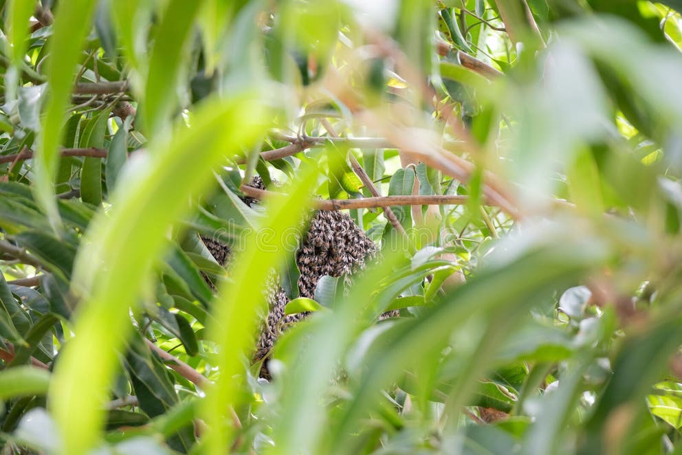Wild Honey Bee Comb on Tree Branch Stock Image - Image of insect, leaf ...