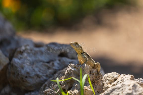 A Large Wild Lizard on a Rock Stock Image - Image of stone, lebanon ...