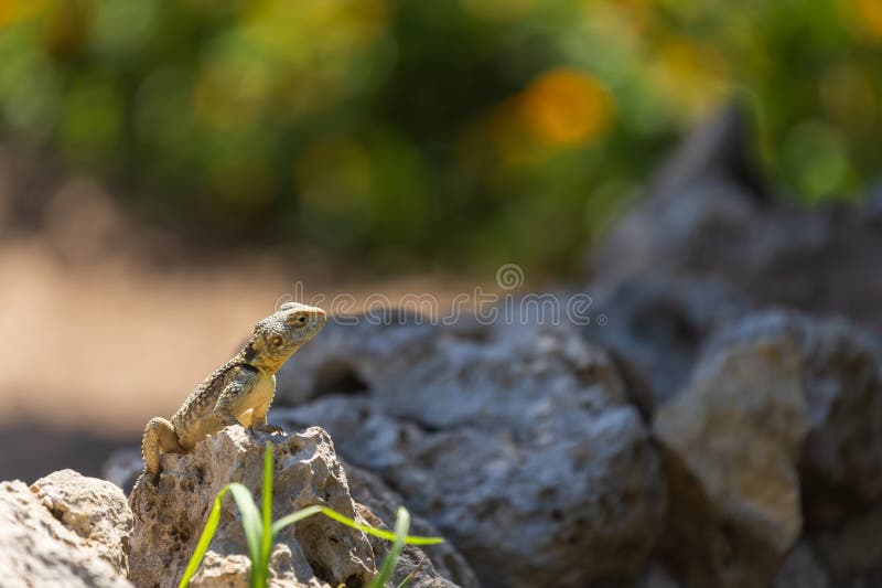 A Large Wild Lizard on a Rock Stock Photo - Image of lacerta, paws ...