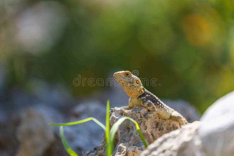 A Large Wild Lizard on a Rock Stock Image - Image of morning ...