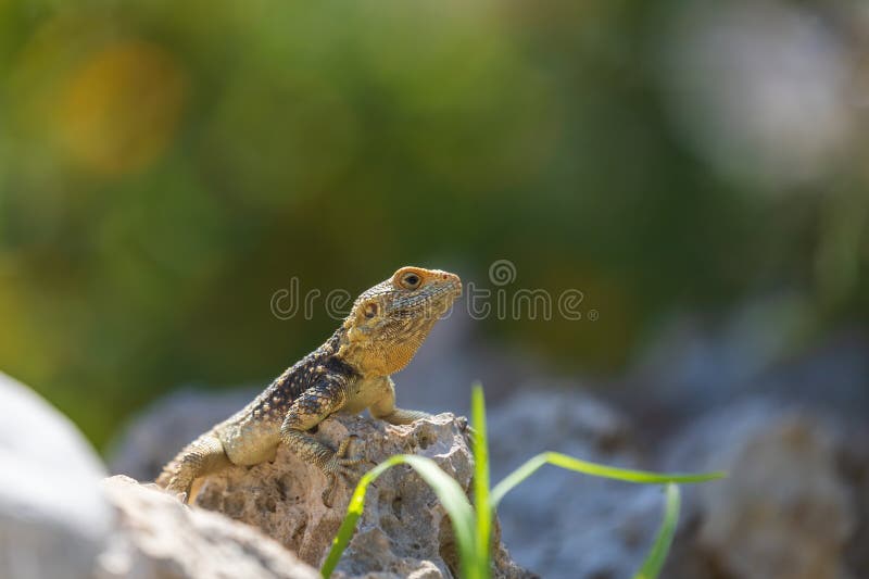A Large Wild Lizard on a Rock Stock Image - Image of monster, zoology ...