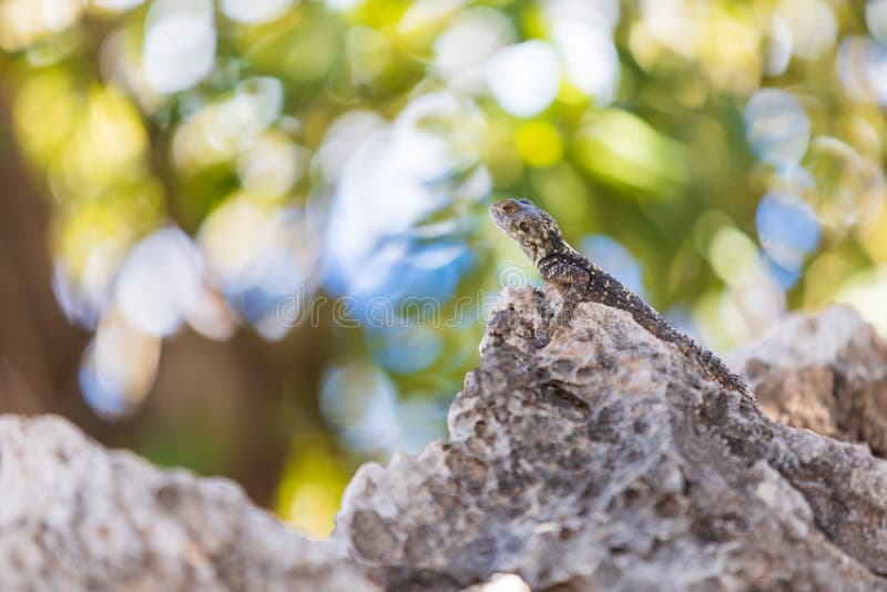 A Large Wild Lizard on a Rock Stock Photo - Image of posing, lizard ...