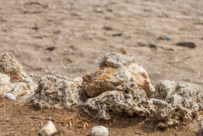 A Large Wild Lizard on a Rock Stock Photo - Image of outdoor ...