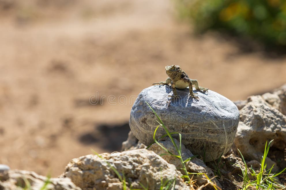 A Large Wild Lizard on a Rock Stock Image - Image of lebanon, natural ...