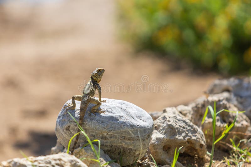 A Large Wild Lizard on a Rock Stock Photo - Image of species, single ...
