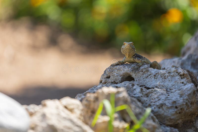A Large Wild Lizard on a Rock Stock Photo - Image of lacertidae, paws ...