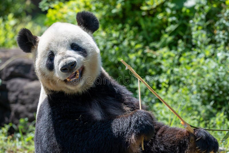 Large Wild Panda Performing Tricks in Black and White. Stock Photo ...