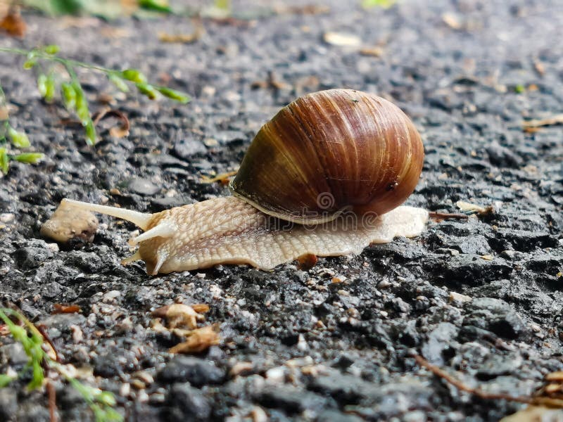 A Large Wild Snail with a Shell Crawls on the Surface Stock Image ...