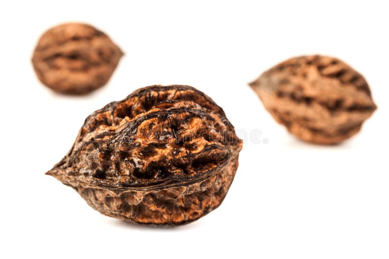 Three Large Wild Walnuts on White Background. Focus in the Foreground ...