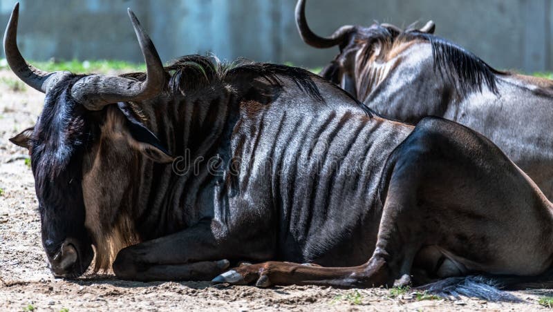 Large Wildebeests, Lying Side-by-side in a Grassy Area with Rocky ...