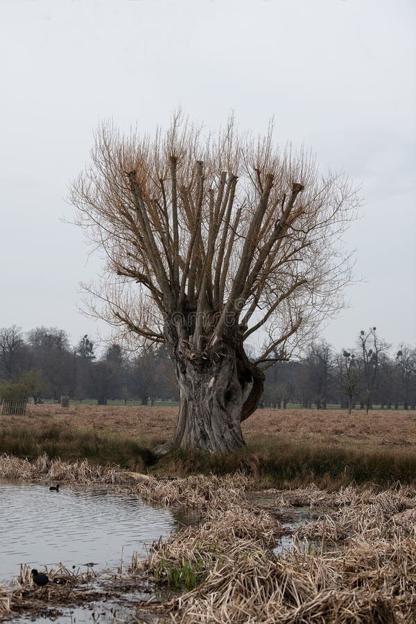 Large Willow Tree in BushyPark Stock Photo - Image of season, bare ...