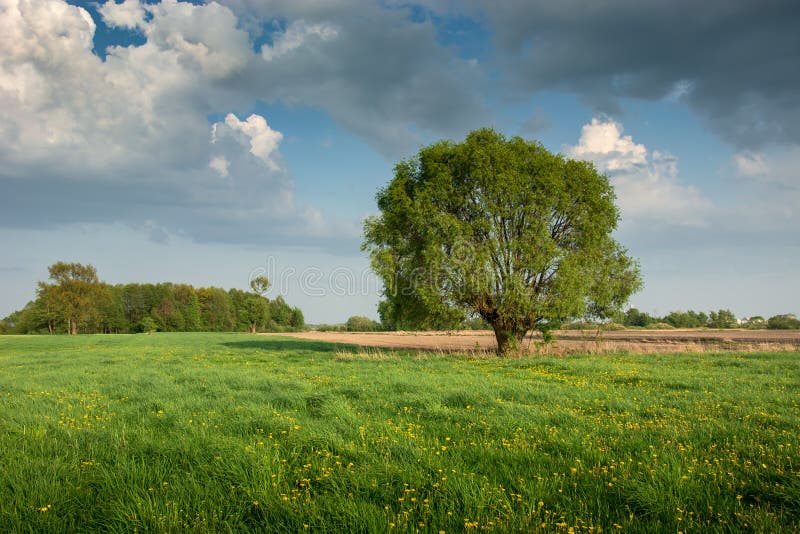 Large Willow Tree Growing on a Green Meadow Stock Image - Image of ...